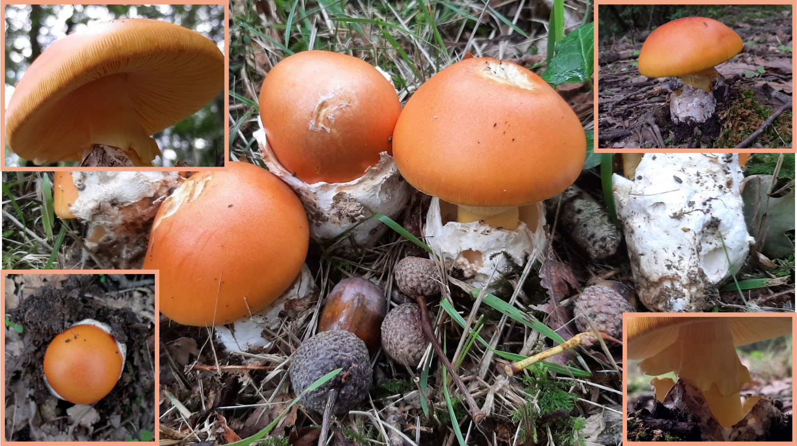 İmparator Sezar’ın Mantarı | Bilimya